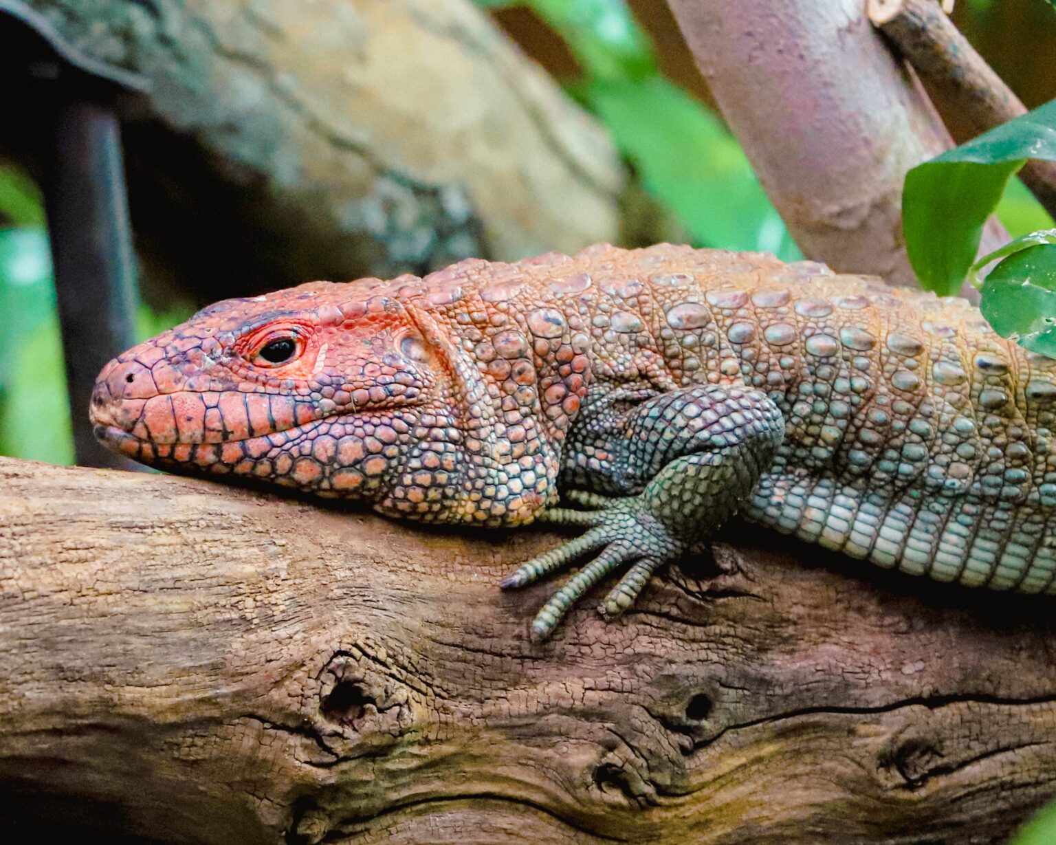 Visit Northern Caiman Lizard - A Zoo With Northern Caiman Lizard ...