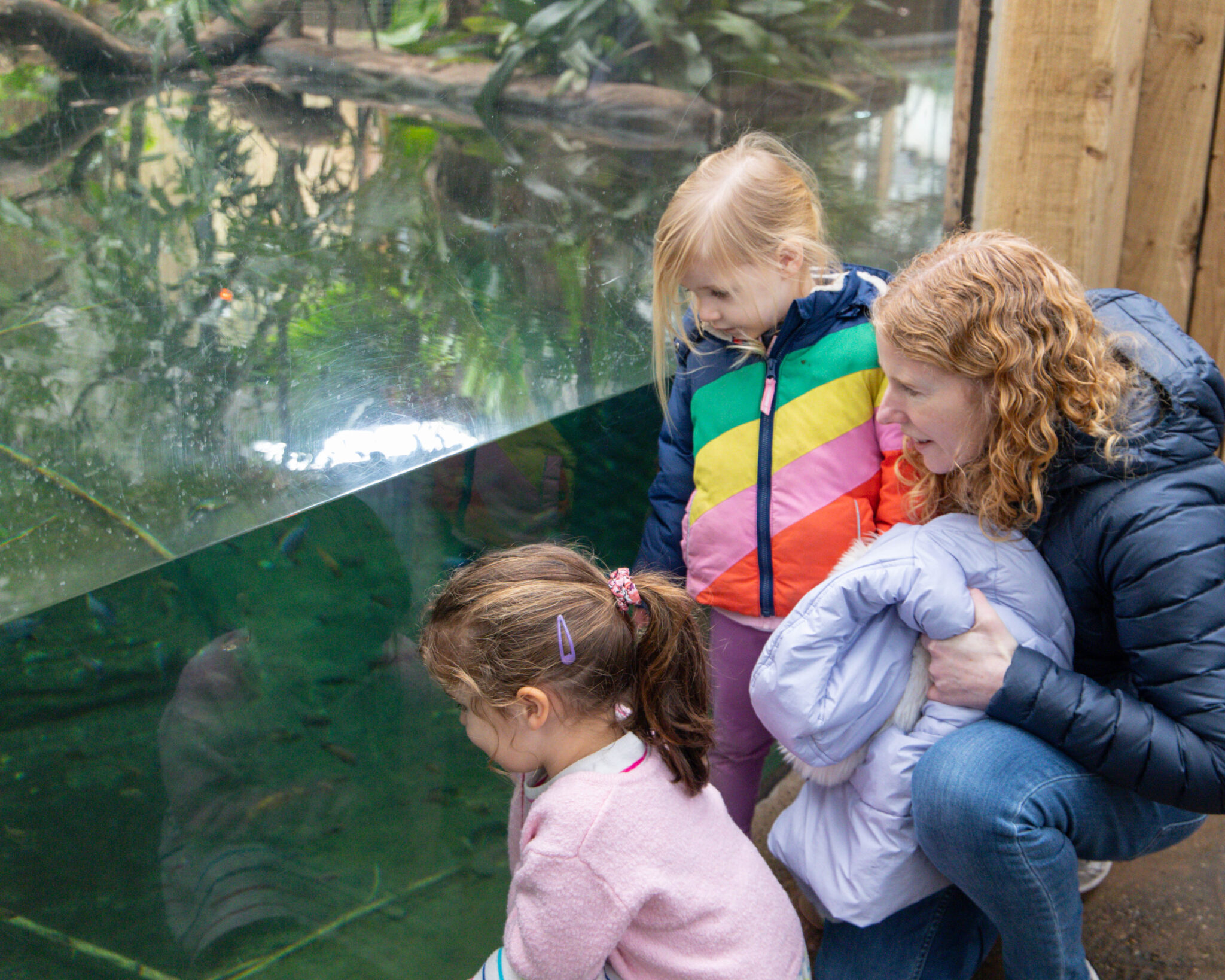 Historic Reopening Of Paignton Zoo's Crocodile Swamp Draws Record ...