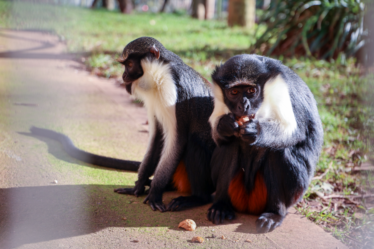 Rare Monkey's Miracle Pregnancy At Paignton Zoo • Paignton Zoo