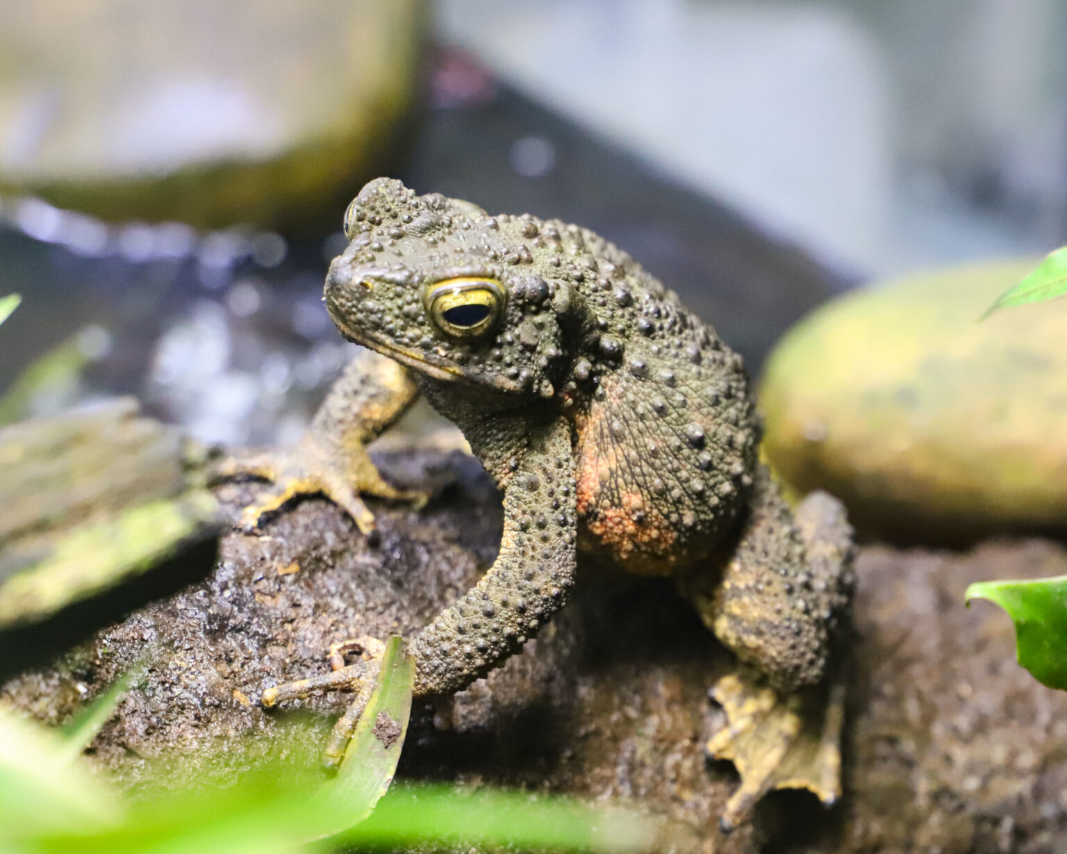 Visit Asian Giant Toad - A Zoo With Asian Giant Toad • Paignton Zoo