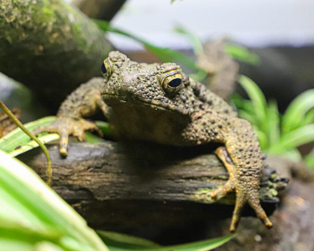 Visit Asian Giant Toad - A Zoo With Asian Giant Toad • Paignton Zoo