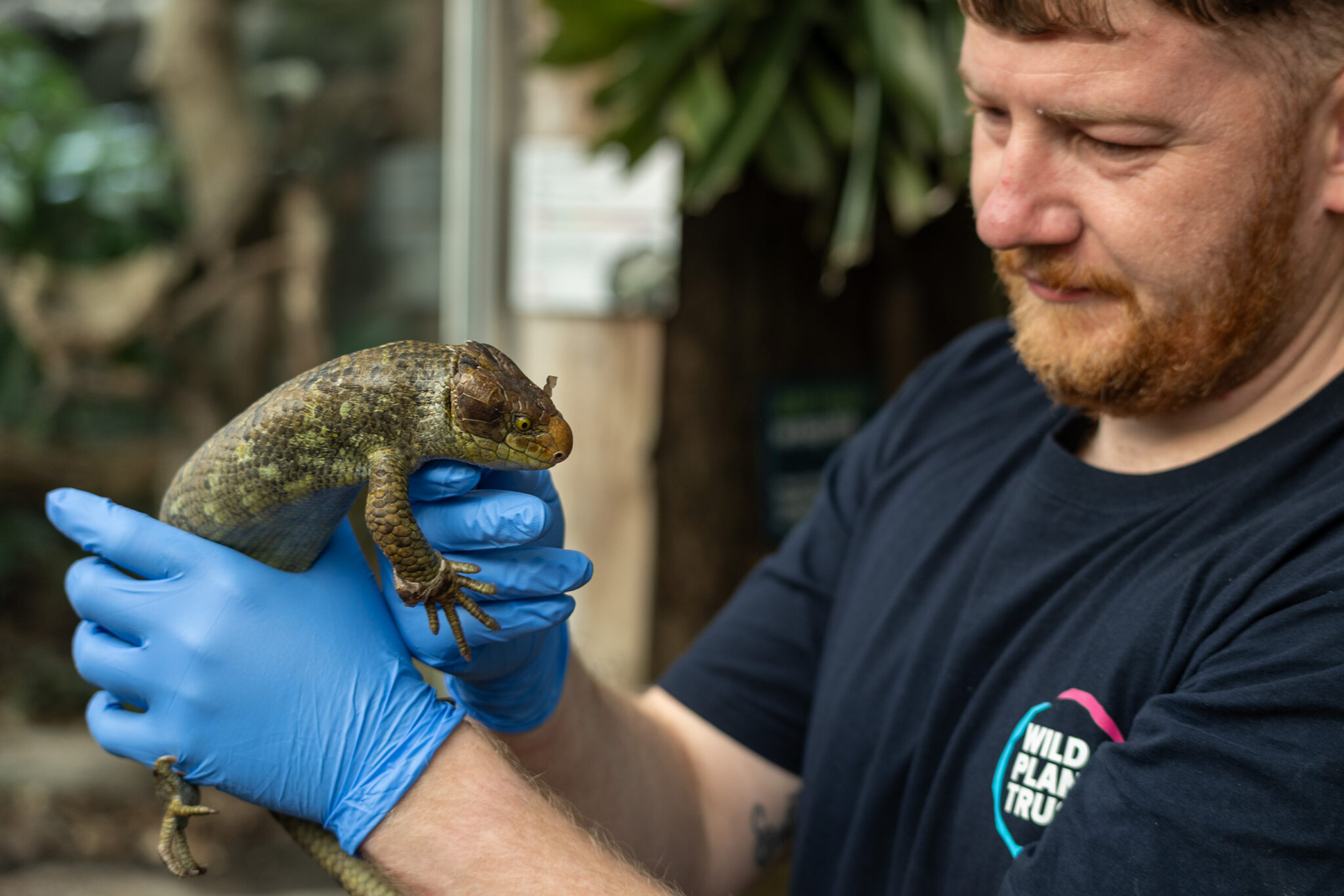 REPTILES RETURN TO PAIGNTON ZOO'S TROPICAL HOUSE AHEAD OF EASTER ...