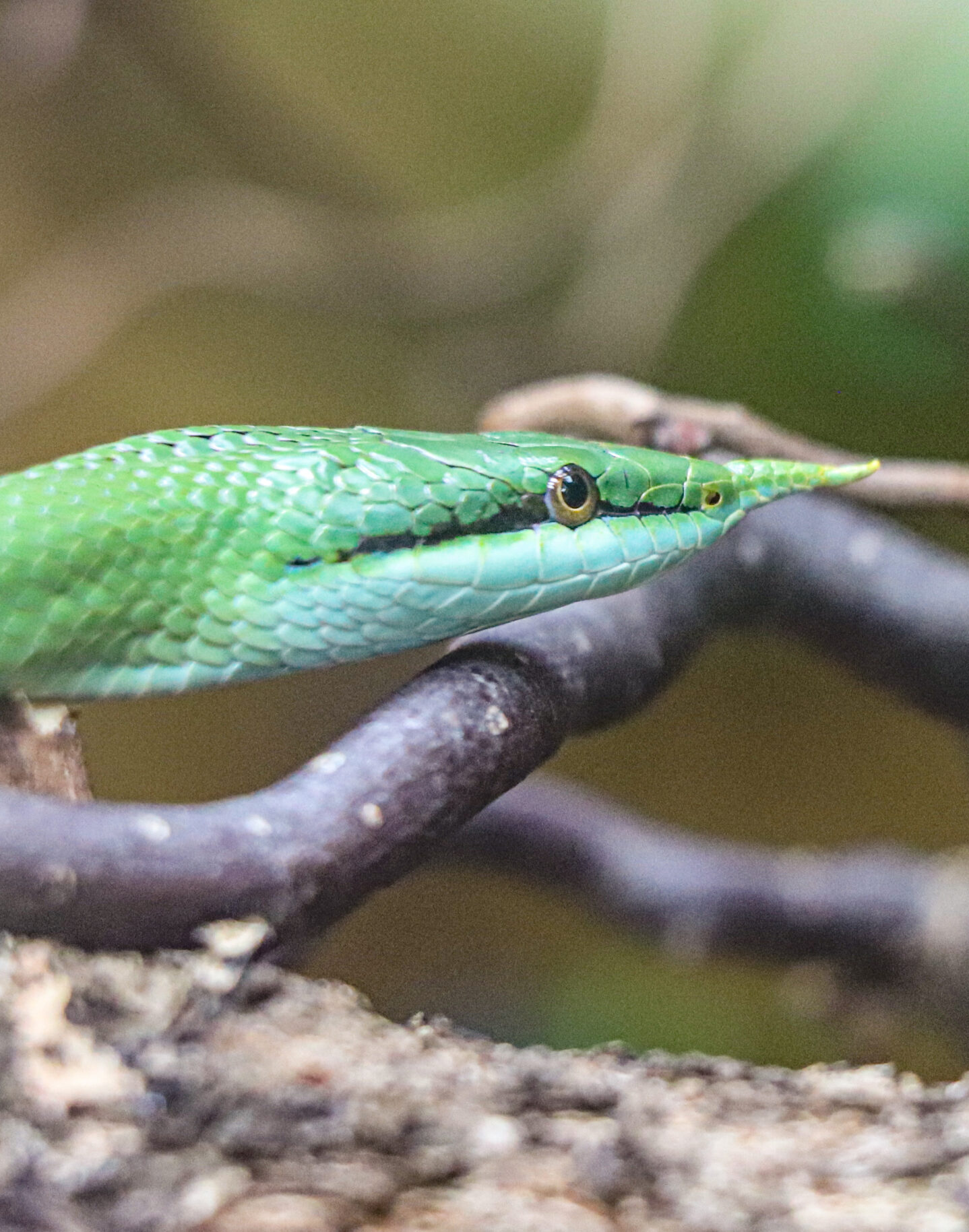 Visit Rhinoceros Ratsnake - A Zoo With Rhinoceros Ratsnake • Paignton Zoo