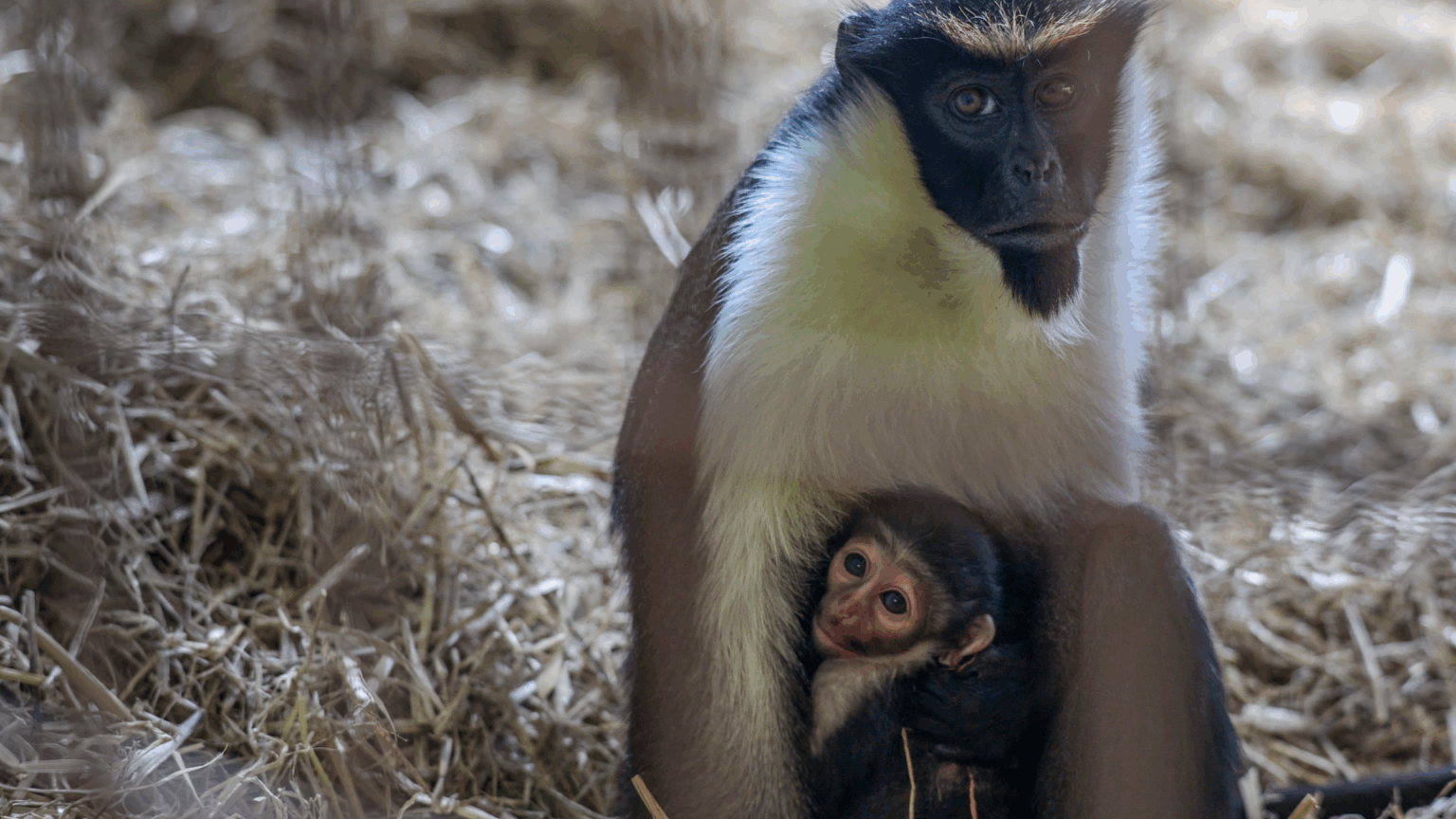 RARE MONKEY GIVES BIRTH DESPITE MEDICAL CHALLENGES AT PAIGNTON ZOO ...