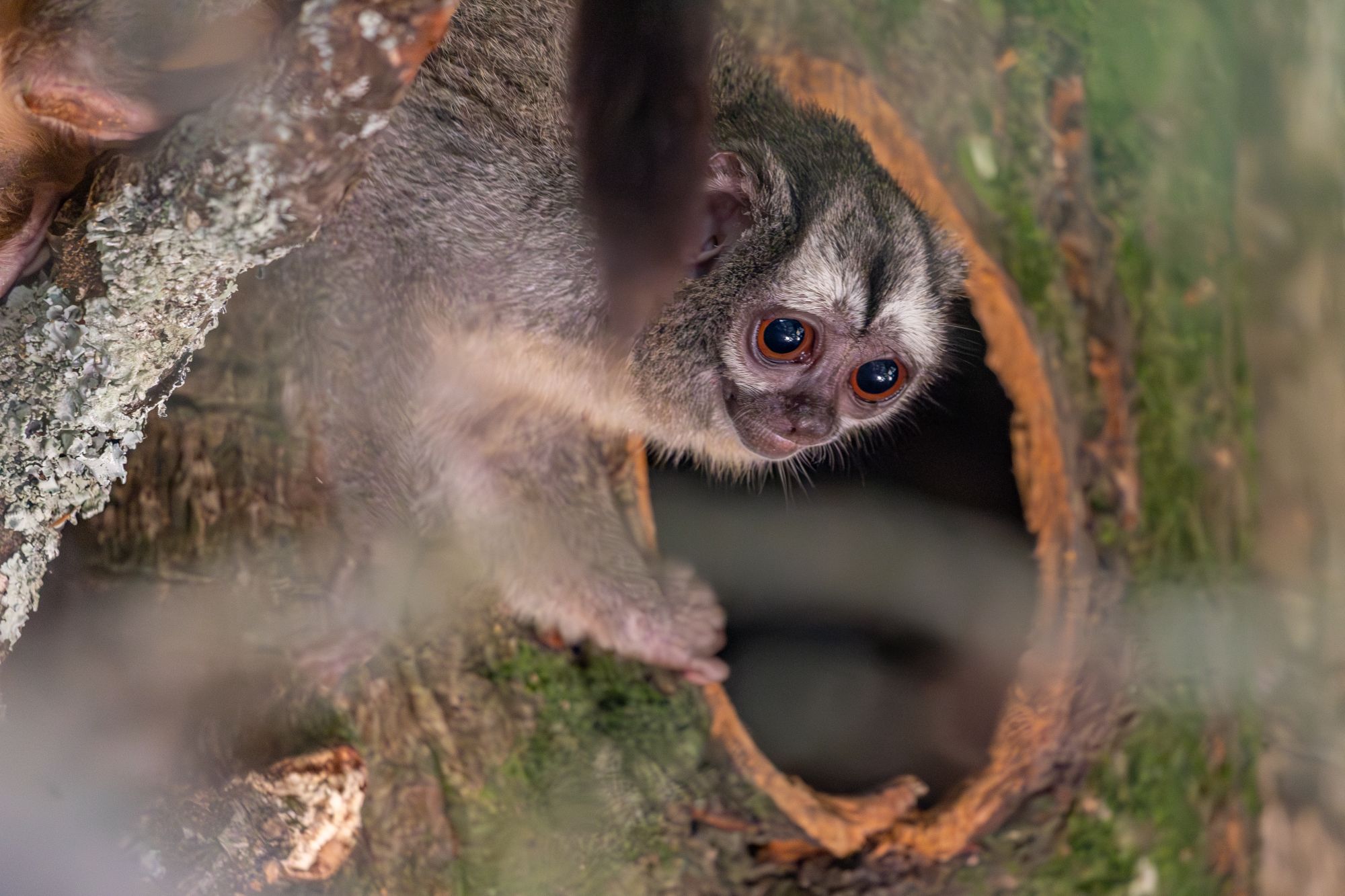 Visit Grey-handed Night Monkey (Douroucouli) - A Zoo With Grey-handed ...