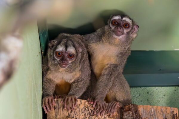 WORLD'S ONLY NOCTURNAL MONKEYS SWING INTO PAIGNTON ZOO FOR FIRST TIME ...